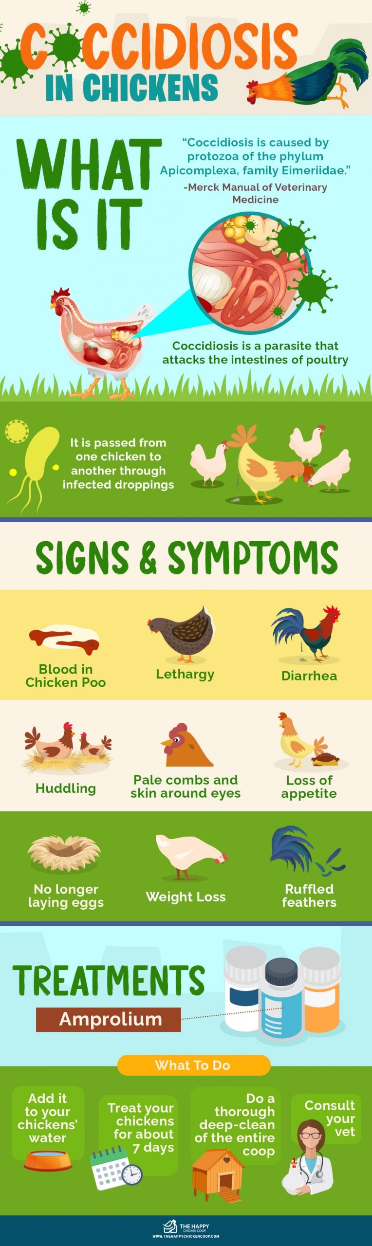 Coccidiosis in Chickens - How To Identify And Treat Coccidiosis in Chickens - How To Identify And Treat