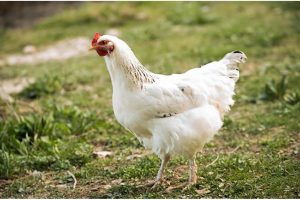 Prairie Bluebell Chicken: All You Need to Know