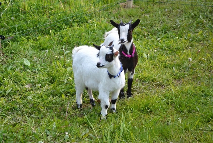 All You Need To Know About Goat Breeds - The Happy Chicken Coop