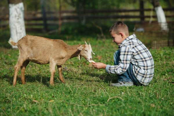 What To Feed Goats: Goat Feeding Diet on a Farm, In the Wild and During ...