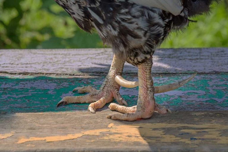 All You Need To Know About Rooster Spurs - The Happy Chicken Coop