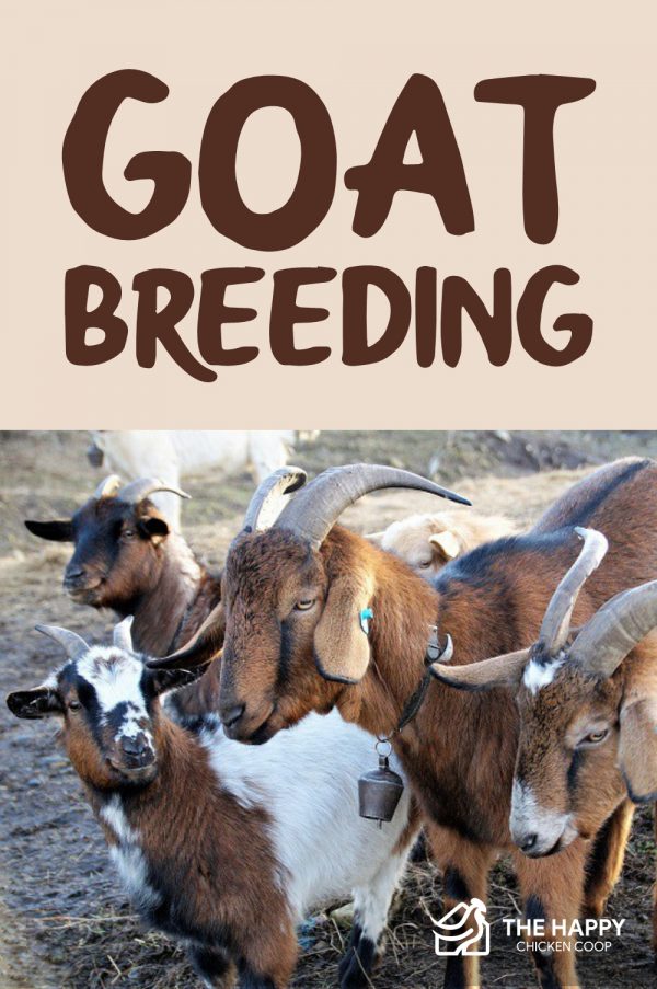16 Different Breed of Goats and Everything You Need to Know - The Happy ...