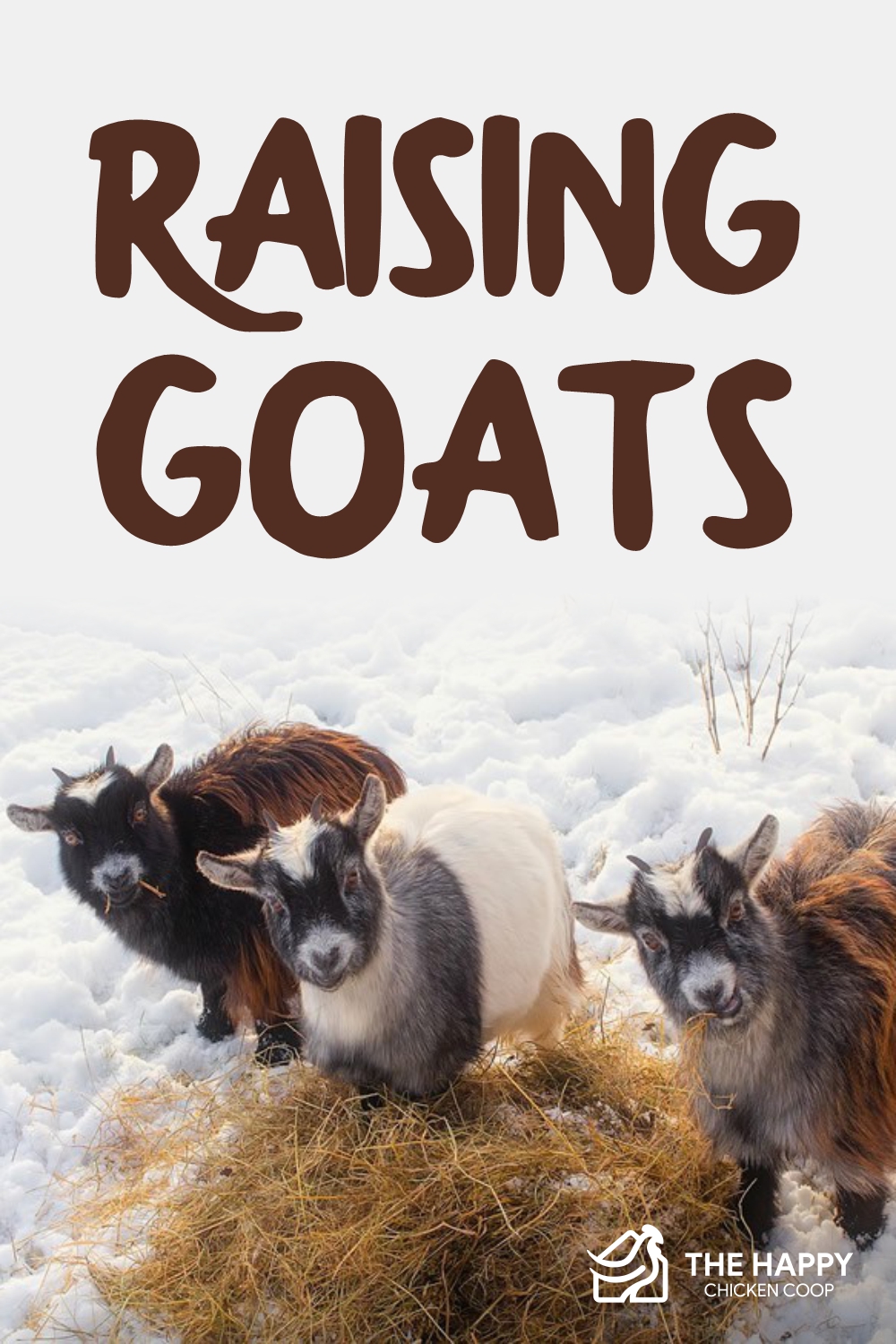 Raising Goats - A Beginner's Guide - The Happy Chicken Coop