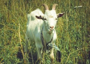 The Goat Breed Guide - The Happy Chicken Coop