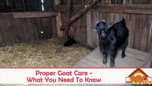 How To Take Care of A Goat: Beginner Basics for New Goat Keepers - The ...