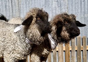 15 Floppy Eared Goat Breeds You'll Love