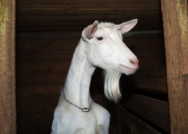 Saanen Goat: Characteristics, Health & Feeding - The Happy Chicken Coop
