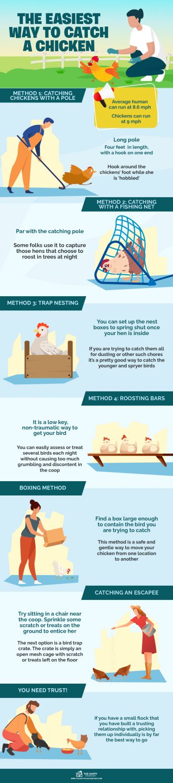 The Easiest Way to Catch a Chicken - The Happy Chicken Coop