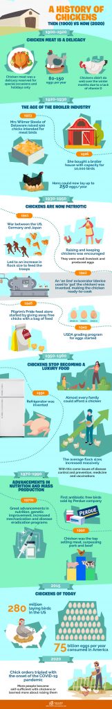 A History of Chickens: Then (1900) Vs Now (2022)