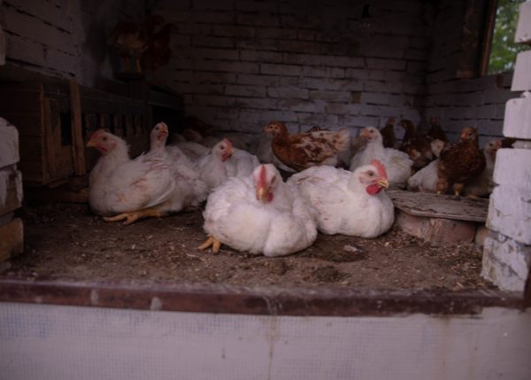 How to Raise Meat Chickens - The Happy Chicken Coop