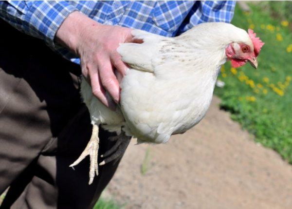 How to Humanely Kill a Chicken - The Happy Chicken Coop