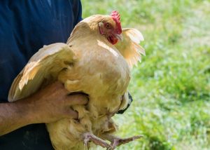 Chicken Processing 101: When to Slaughter Chickens, Steps & Equipment