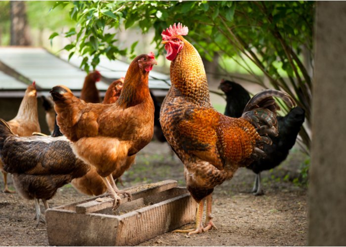 How To Deal With A Loud Rooster