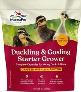 The Ultimate Duck Feeding Guide - The Happy Chicken Coop
