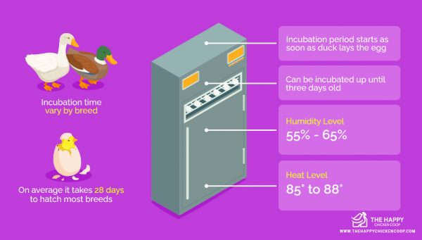 How To Incubate Duck Eggs - The Happy Chicken Coop
