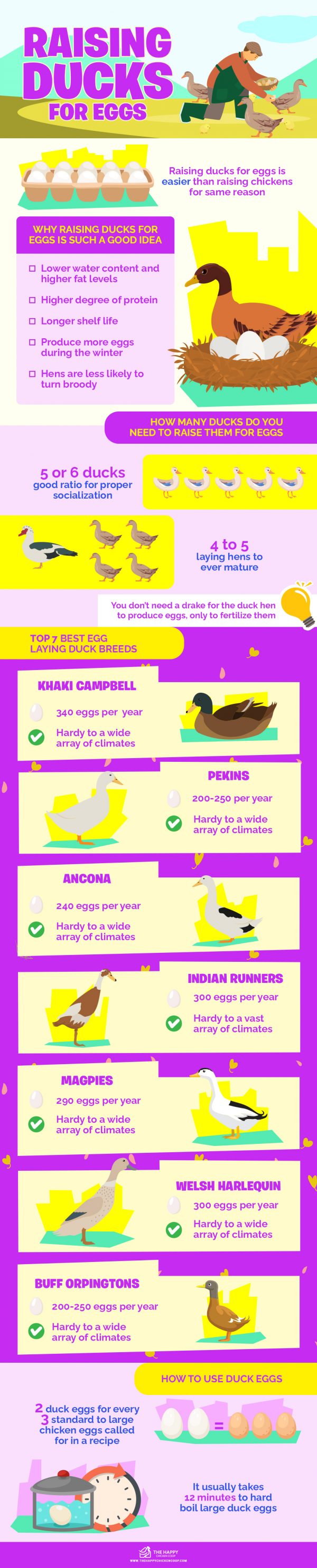 Raising Ducks For Eggs (And 7 Best Laying Duck Breeds)