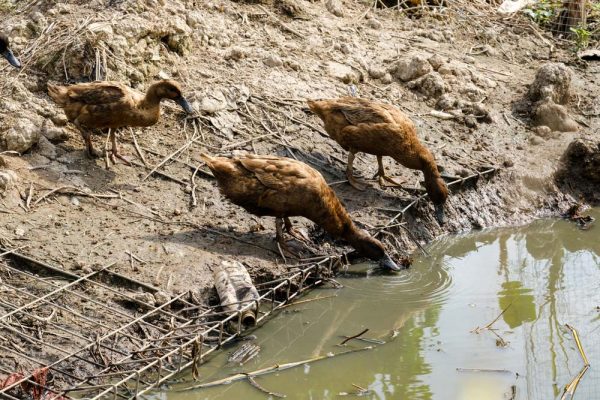 The Ultimate Duck Feeding Guide - The Happy Chicken Coop