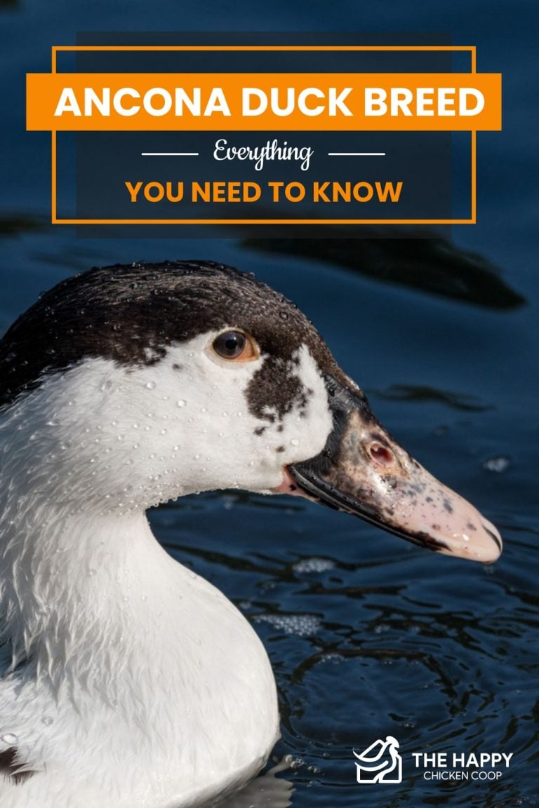 Ancona Duck Breed: Everything You Need To Know