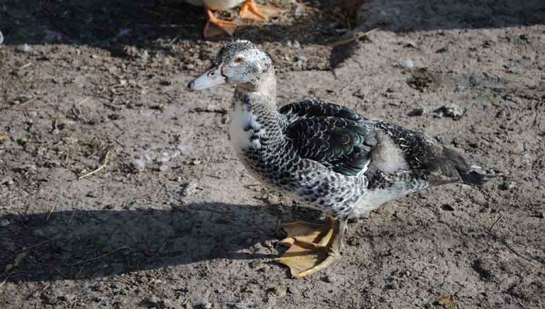 Ancona Duck Breed: Everything You Need To Know