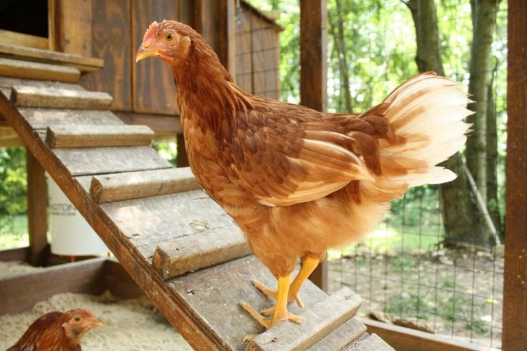 7 Best Chicken Coop Roof Ideas: Options and Roofing Materials