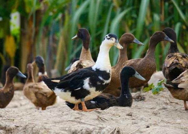Ancona Duck Breed: Everything You Need To Know