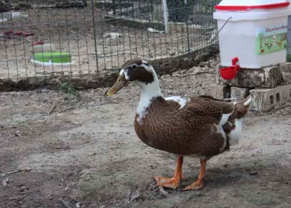 Ancona Duck Breed: Everything You Need To Know