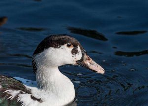 Ancona Duck Breed: Everything You Need To Know