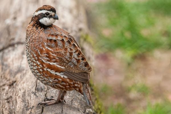 Raising Quail as Pets: A Full Guide - The Happy Chicken Coop
