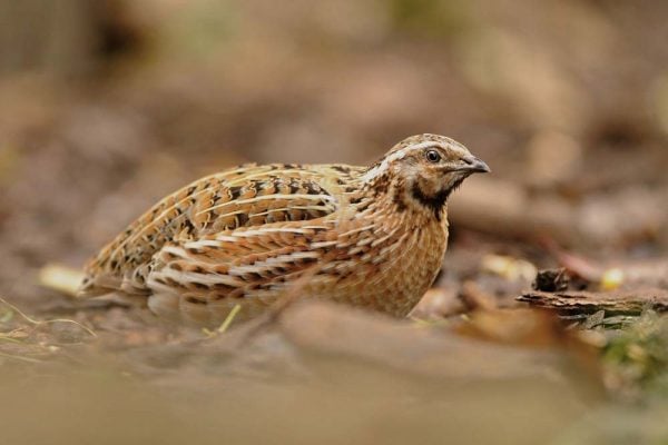 Raising Quail as Pets: A Full Guide - The Happy Chicken Coop