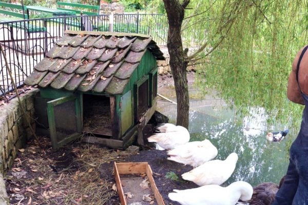 How to Build a Functional Duck Pond: A Step-by-Step Guide