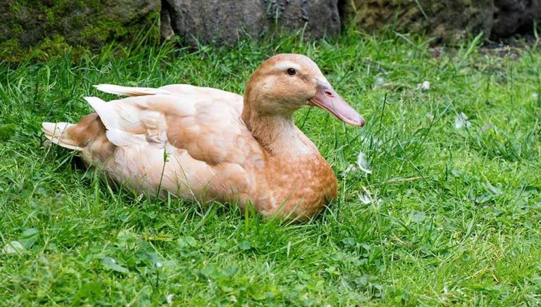 The Best Duck Breeds for Beginners - The Happy Chicken Coop