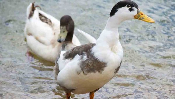 Magpie Duck Breed: Everything You Need To Know