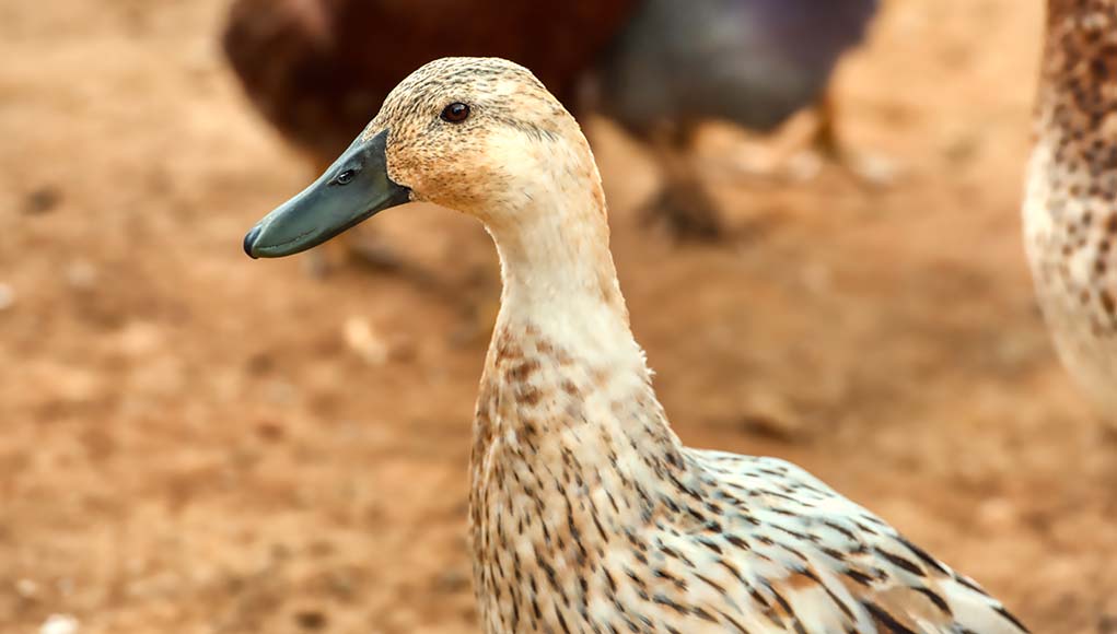 The Best Duck Breeds for Beginners - The Happy Chicken Coop