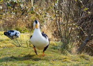 Magpie Duck Breed: Everything You Need To Know