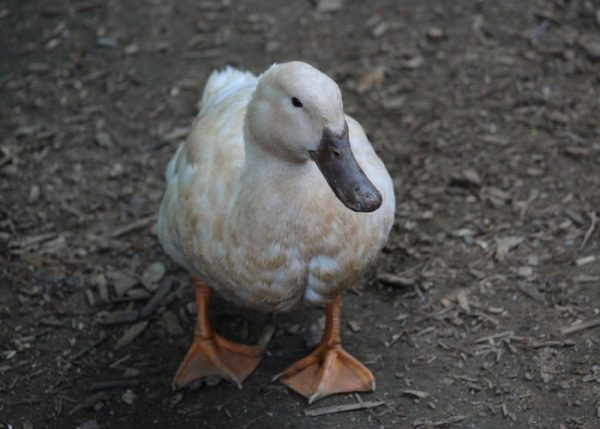 Buff Orpington Duck: Everything You Need To Know