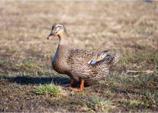 Best Meat Duck Breeds - The Happy Chicken Coop