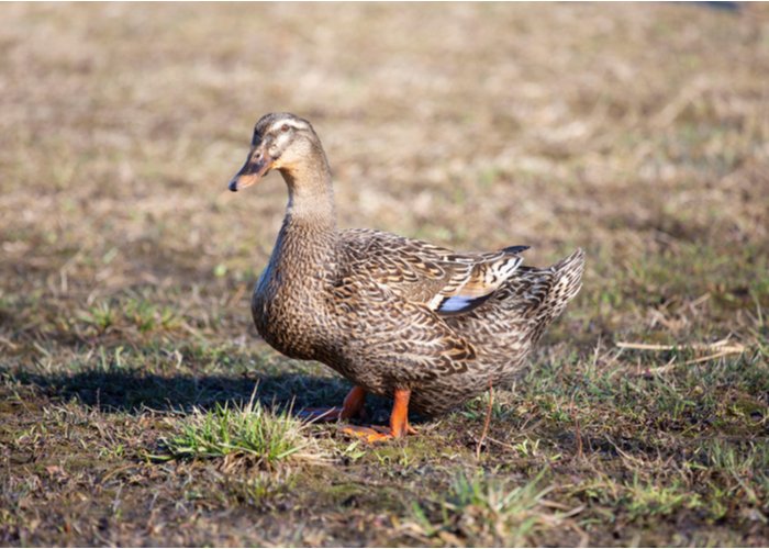 Best Meat Duck Breeds - The Happy Chicken Coop