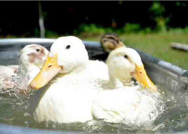 Ducks Need Water - The Happy Chicken Coop
