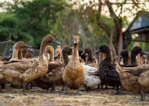 Buff Orpington Duck: Everything You Need To Know