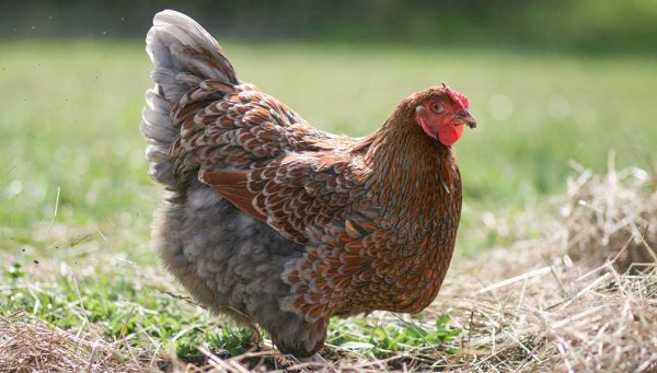17 Best Blue Chicken Breeds for Your Flock - The Happy Chicken Coop