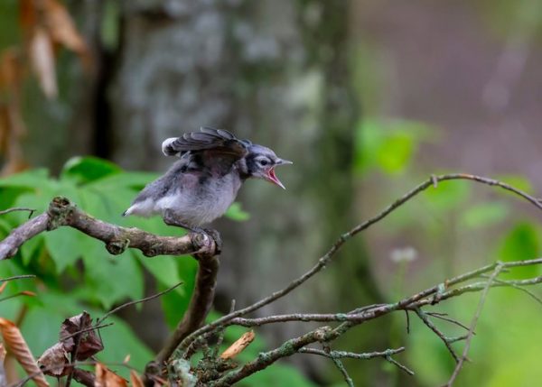 Flocks Guardian: Guard Animals to Protect Chickens