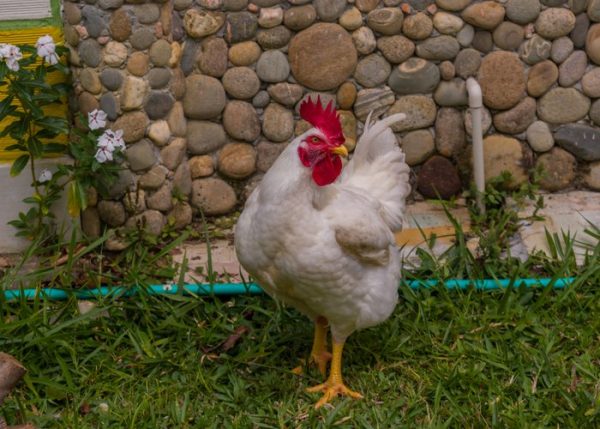How to Gut a Chicken: A Step-by-Step Guide