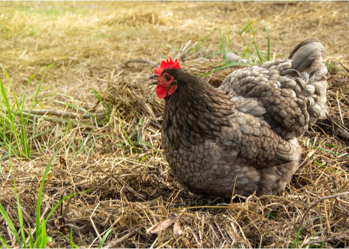 17 Best Blue Chicken Breeds for Your Flock - The Happy Chicken Coop