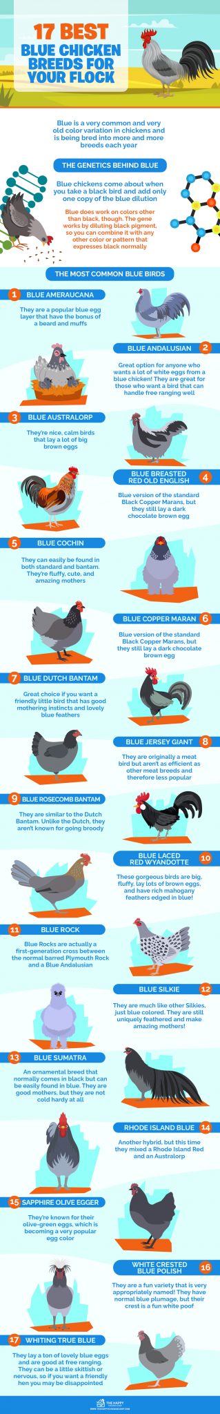 17 Best Blue Chicken Breeds for Your Flock - The Happy Chicken Coop