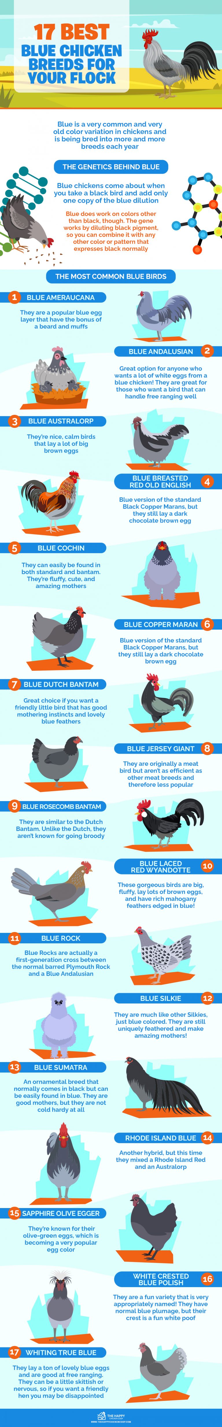 17 Best Blue Chicken Breeds for Your Flock - The Happy Chicken Coop