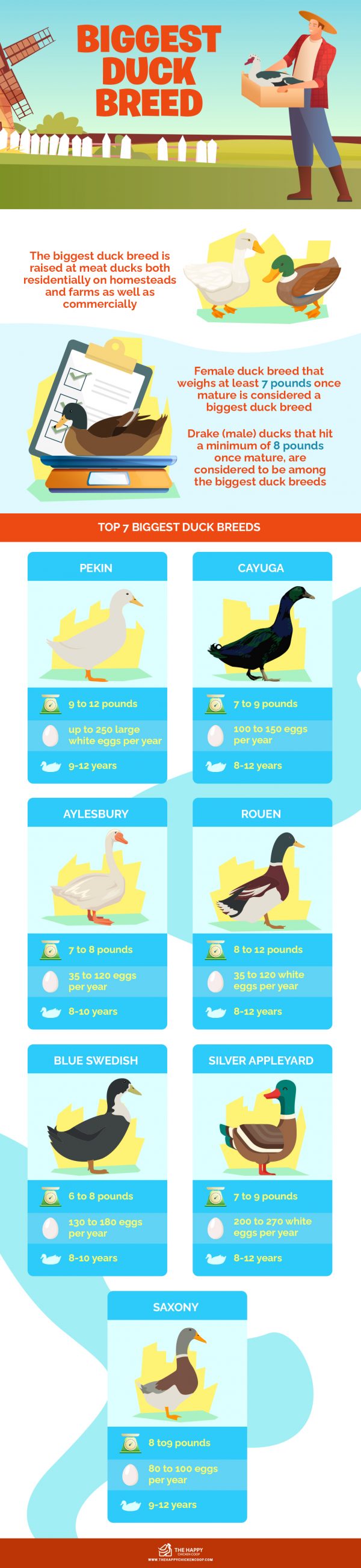 7 Biggest Duck Breeds - The Happy Chicken Coop