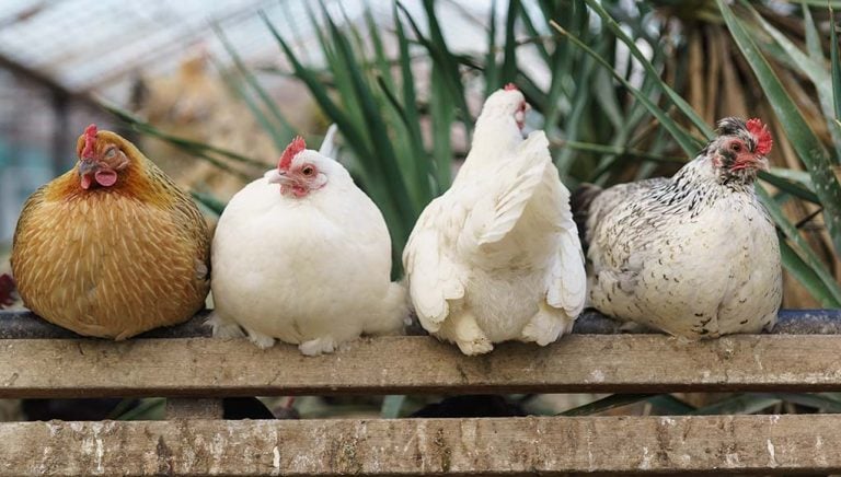 The A-Z of Chicken Breeds and Choosing the Perfect One