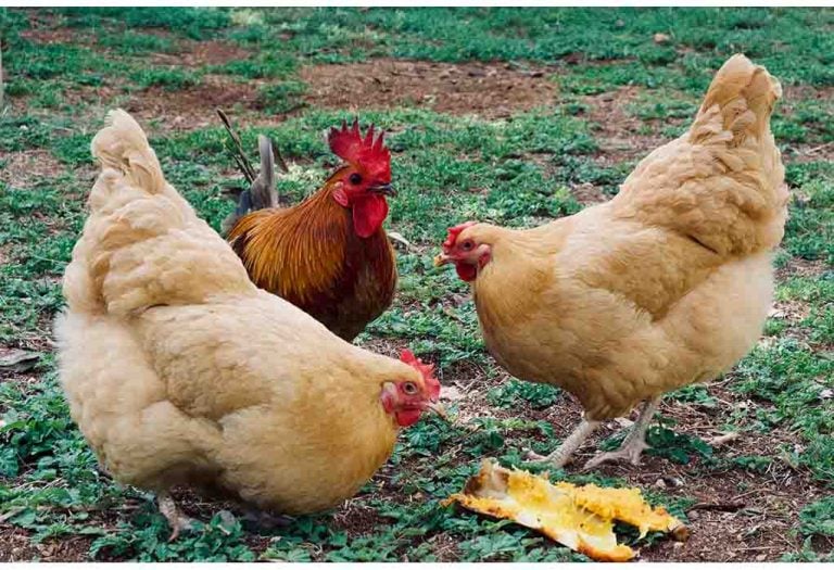 Complete List of Chicken Treats: What Can Chickens Eat?