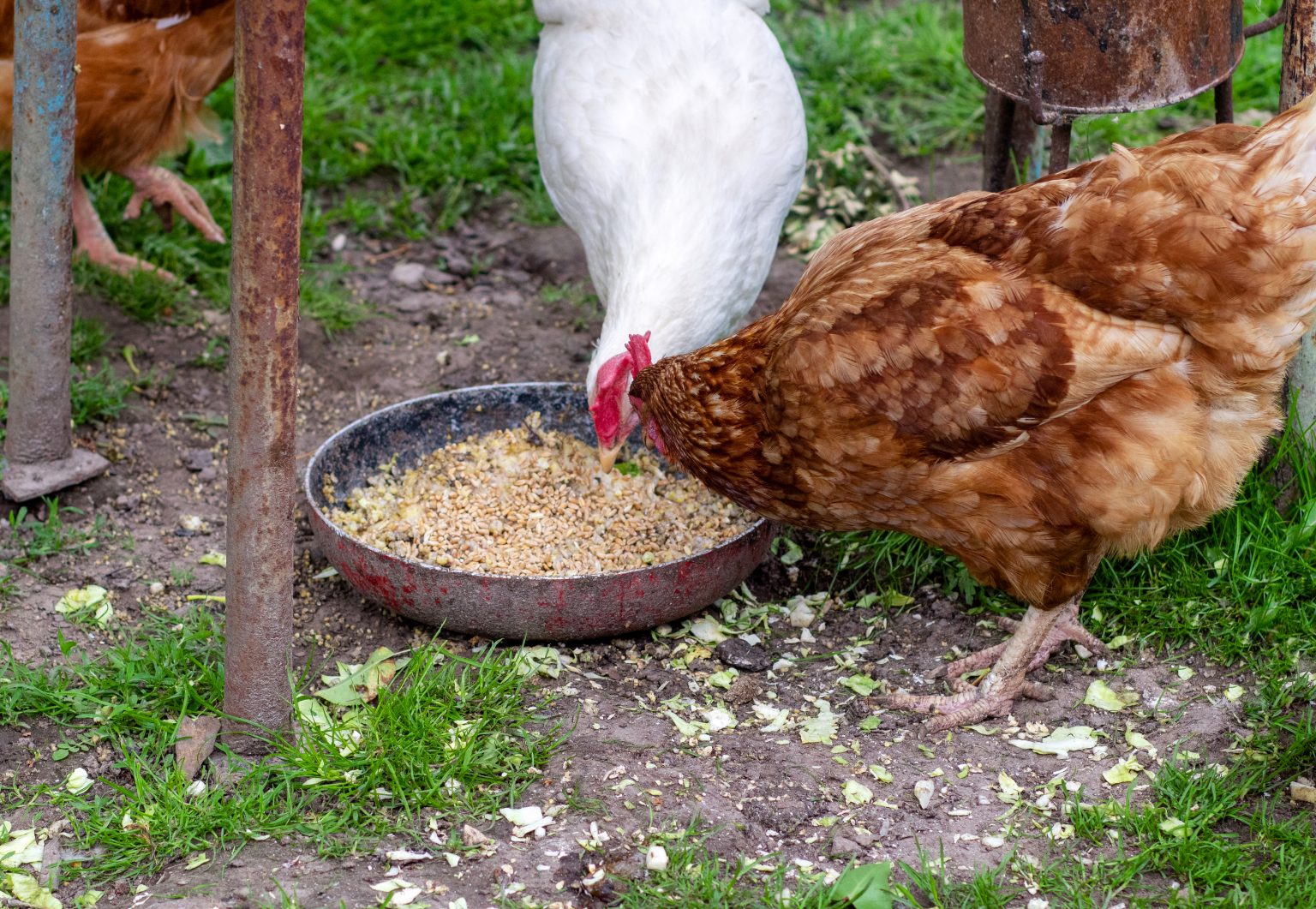The Definitive List Of Chicken Treats What Can Chickens Eat 
