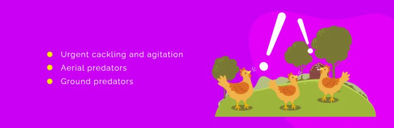 Chicken Noises: How to Understand What They Mean